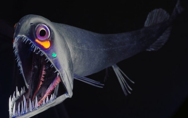 El asombroso pez dragón