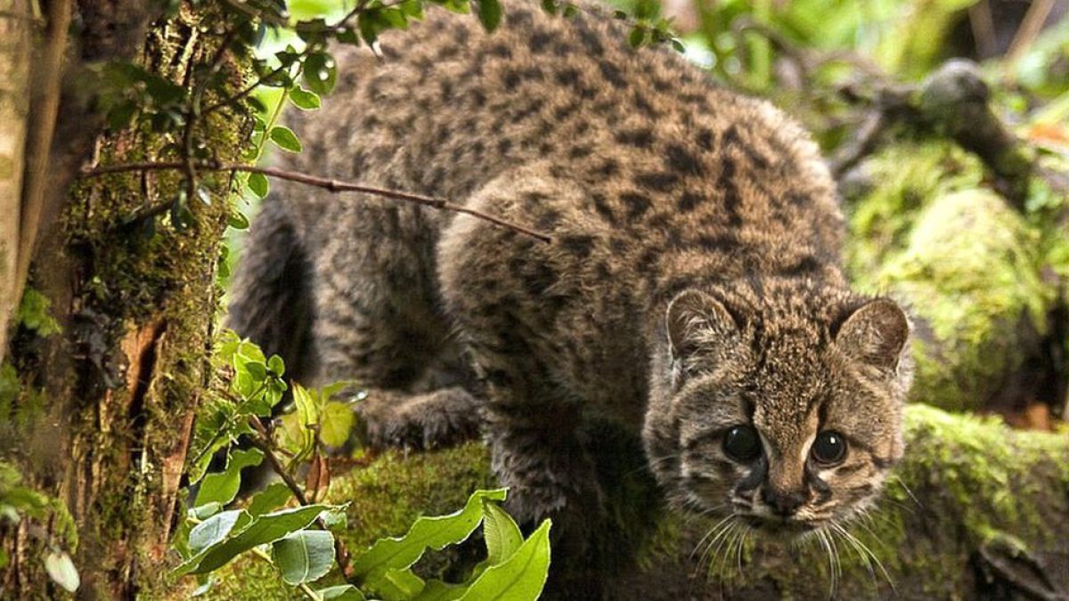 Mitos y realidades de los animales nativos chilenos