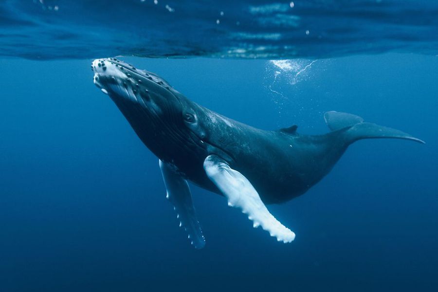 Cetáceos: sus características, importancia y curiosidades