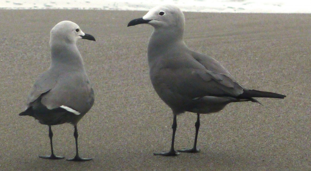 8 aves playeras que debes conocer en las costas del Pacífico
