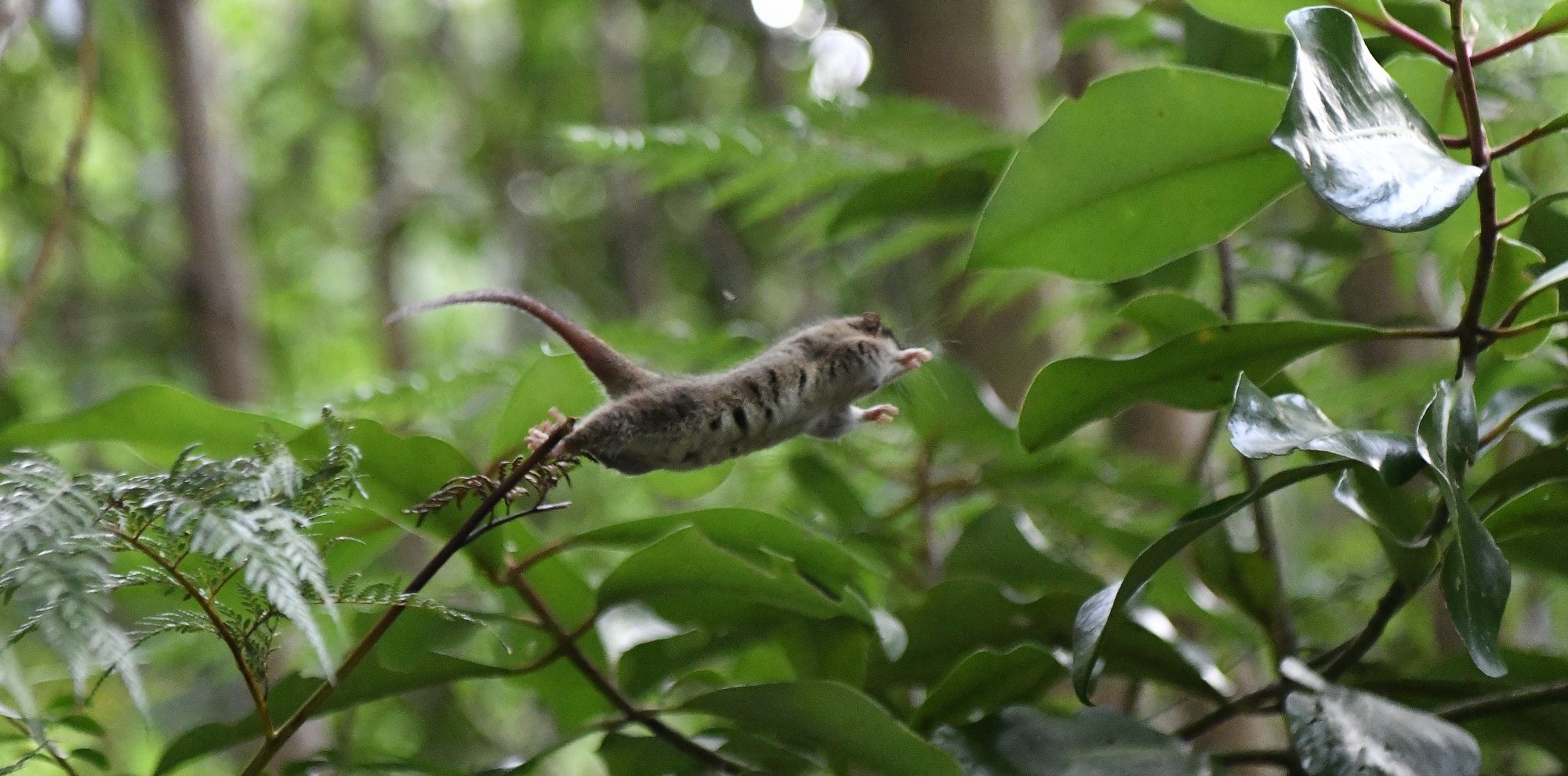 Centro de Investigación Bioforest de ARAUCO: el impacto del bosque como solución ambiental