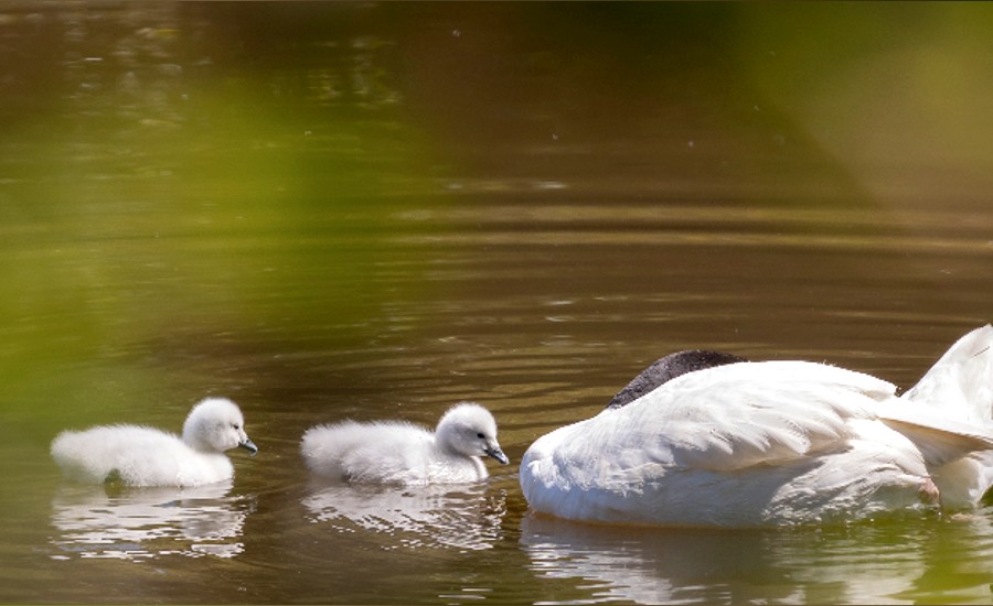 Ejemplares de cisne de cuello negro nacen en la Universidad de Concepción