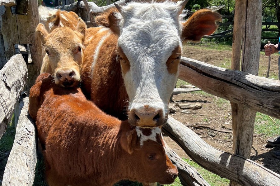 SAG autoriza el inicio de las veranadas en los campos de pastoreo de ...