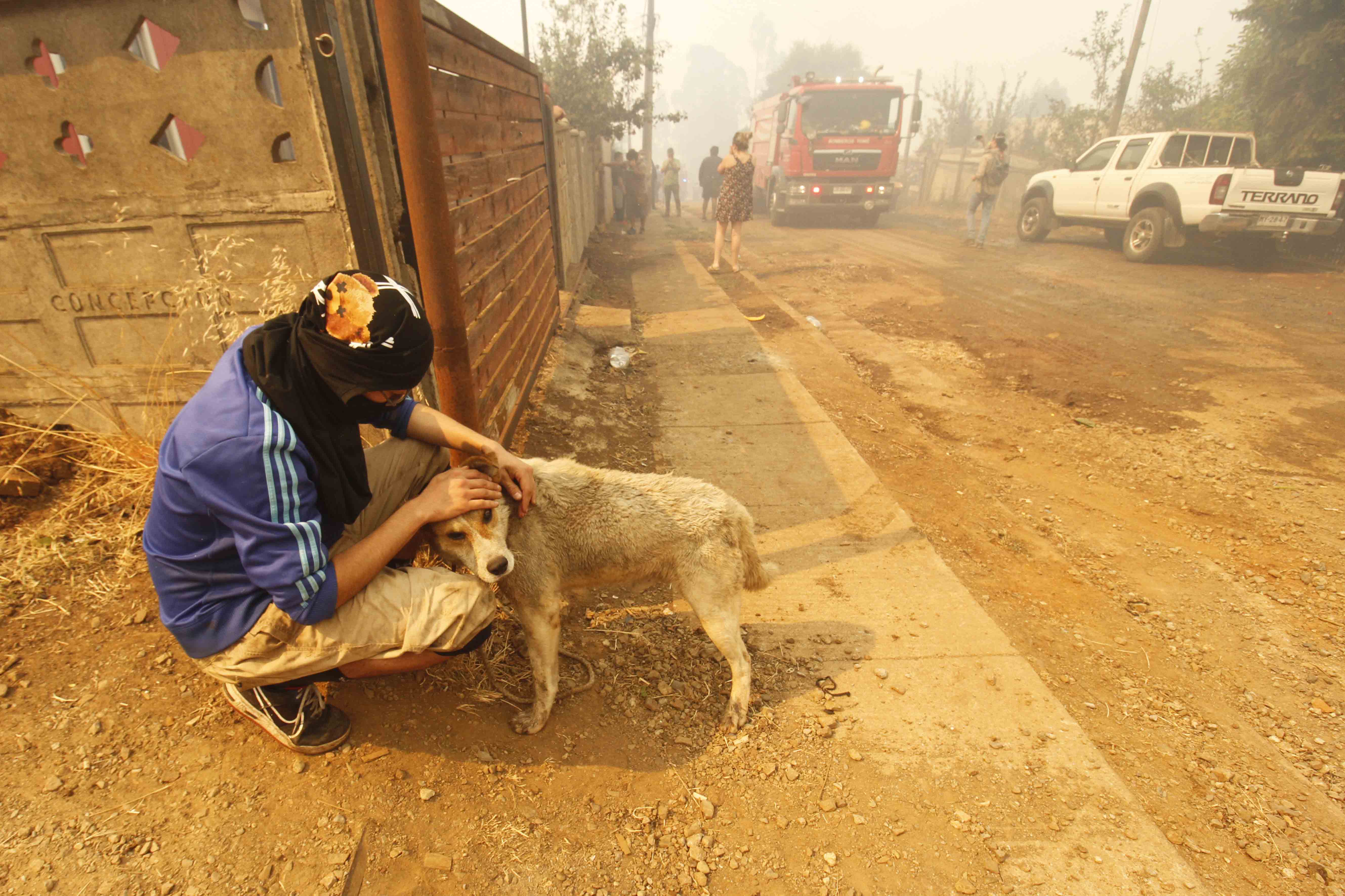 Los cuidados con mascotas y animales silvestres durante los incendios