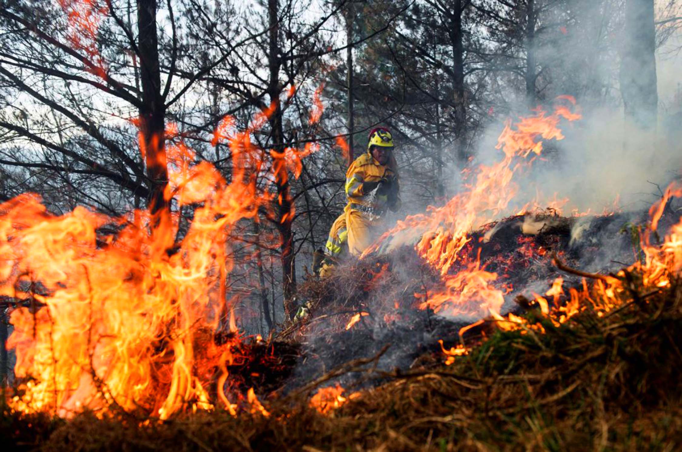 Incendio forestal en Hualqui ha consumido 10 hectáreas