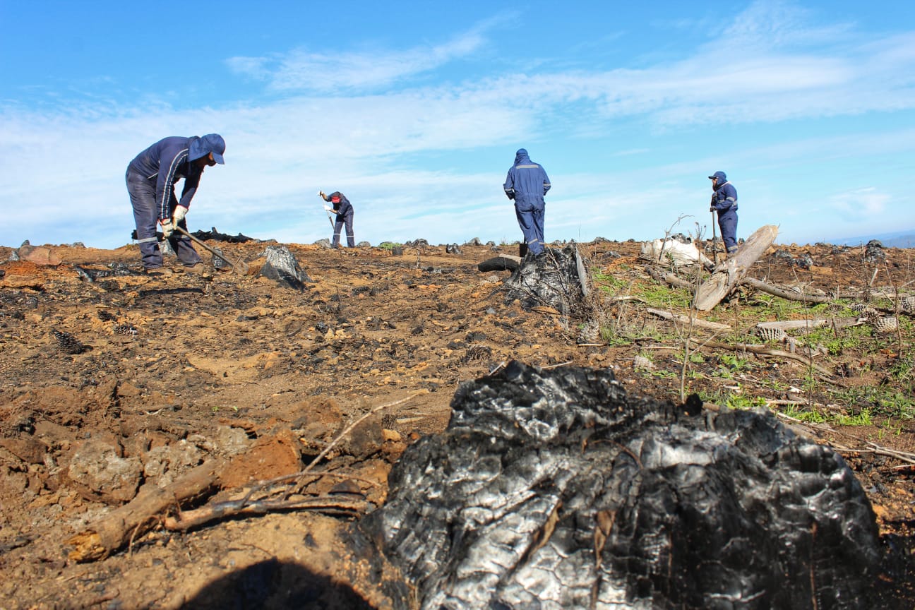 Plan Siembra por Chile: inicia restauración de bosque nativo a gran ...