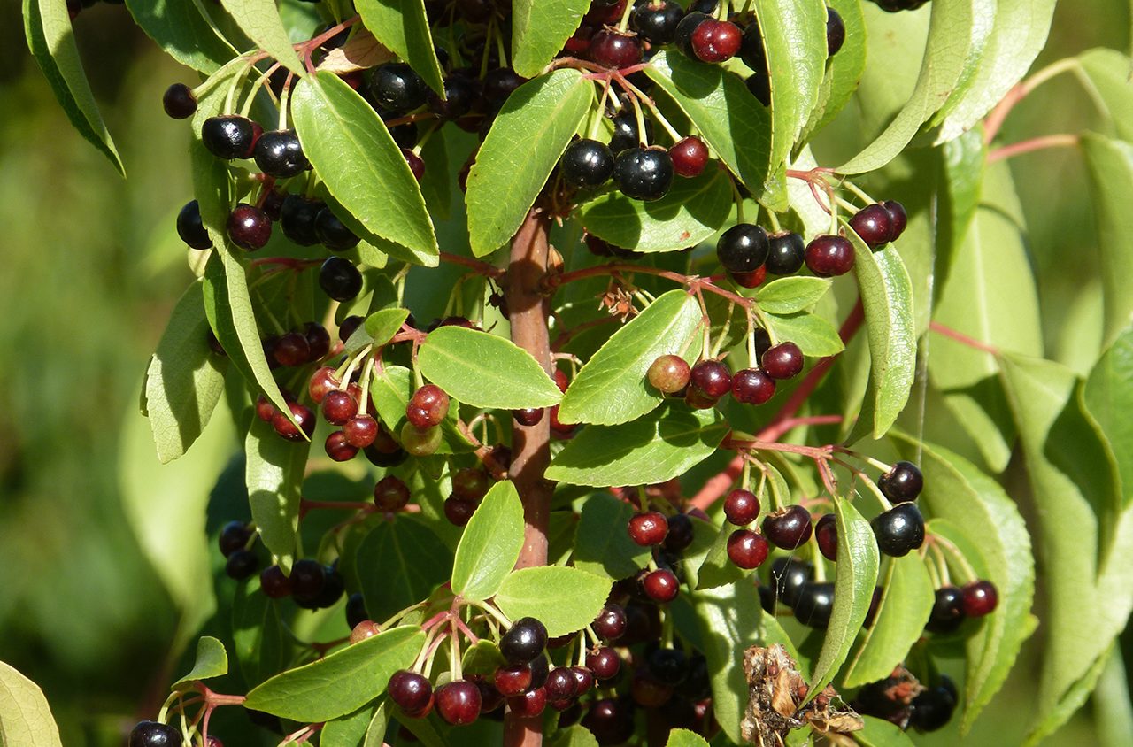 Maqui, chilco, matico y boldo: propiedades y beneficios para nuestro ...