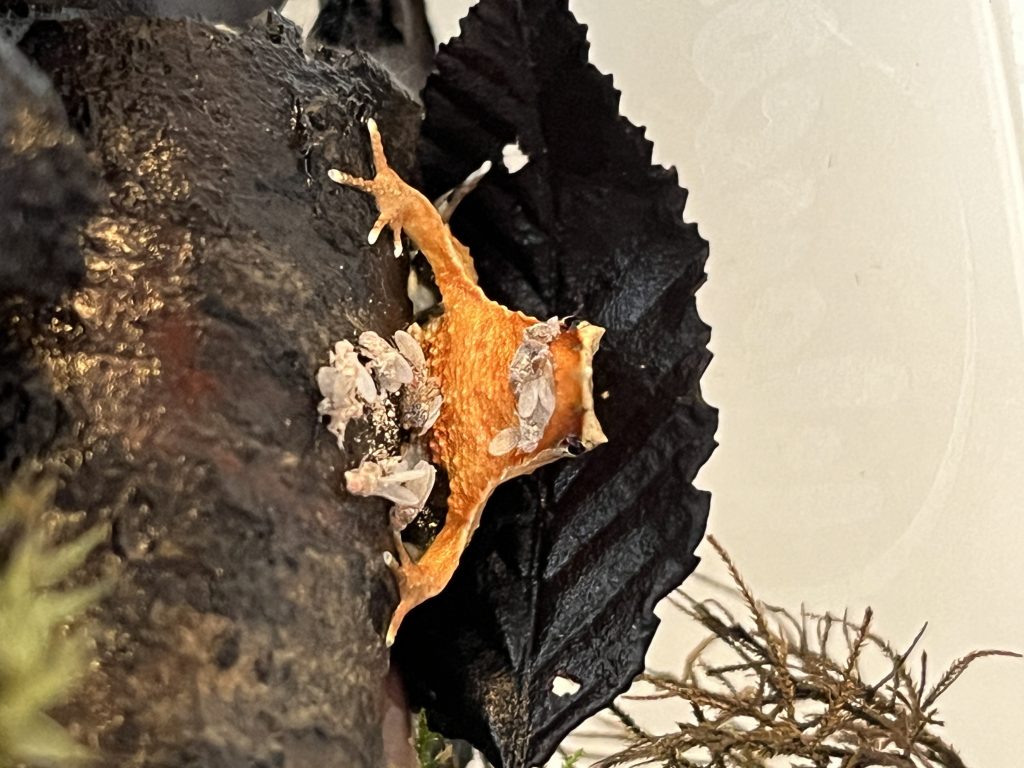 Así funciona el Centro de Reproducción que intenta salvar a la ranita ...