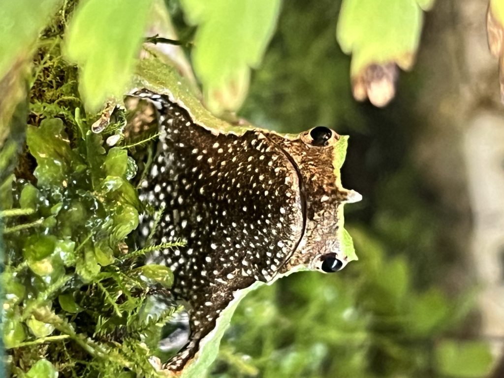 Así funciona el Centro de Reproducción que intenta salvar a la ranita ...