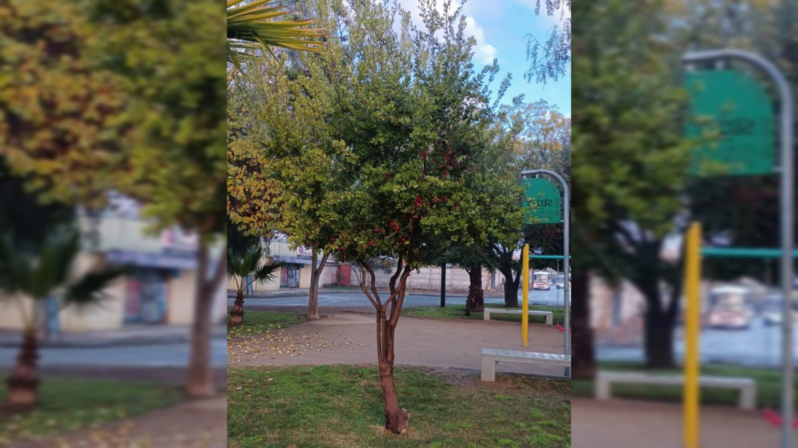 Día del Medioambiente: conoce el Peumo y sus beneficios para nuestra salud