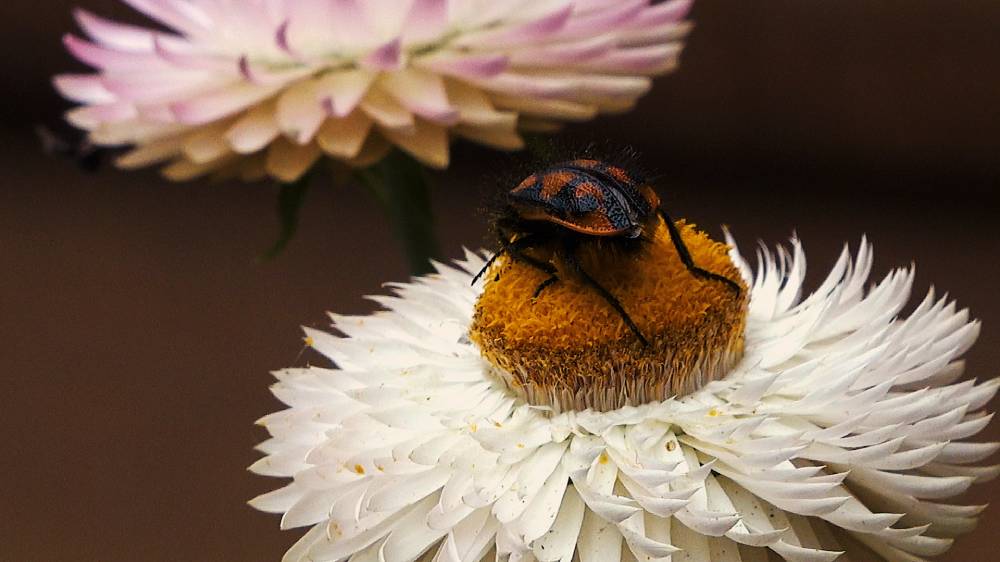 Conoce el Monumento Natural Contulmo, escenario del primer capítulo de ...