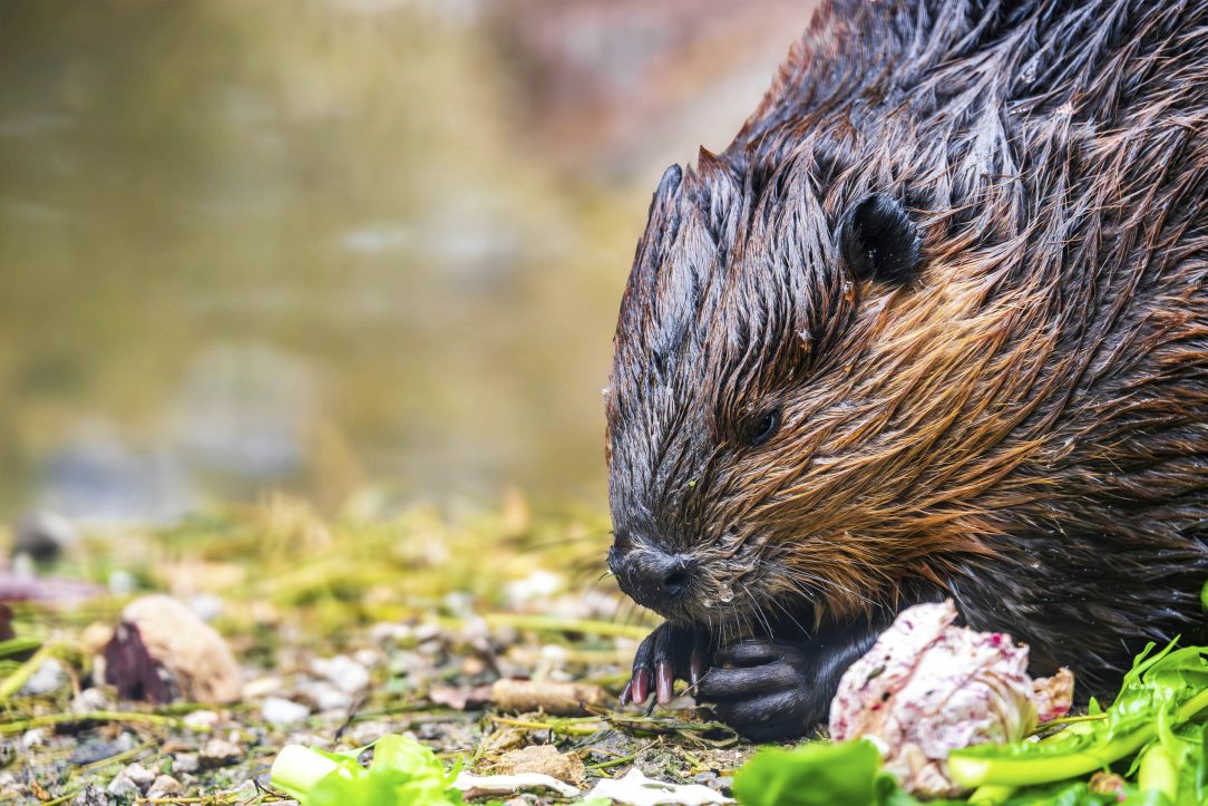 ¿Sabías que los castores destruyen y modifican bosques? ¡Entérate en ...